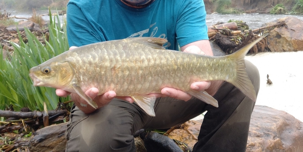 Yellowfishes (Labeobarbus) - Marine Life Identification