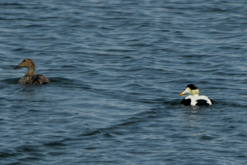 Pacific Common Eider from Nome, AK, USA on June 9, 2022 at 03:12 AM by ...
