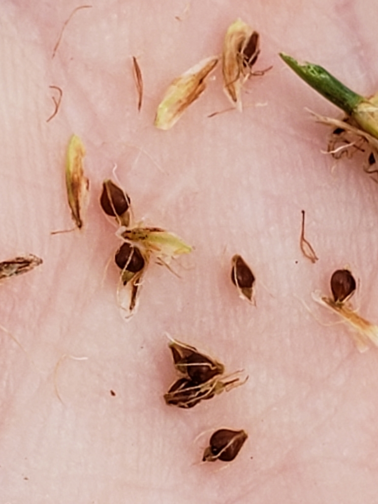 Bald Spikerush in July 2022 by Erin Faulkner · iNaturalist