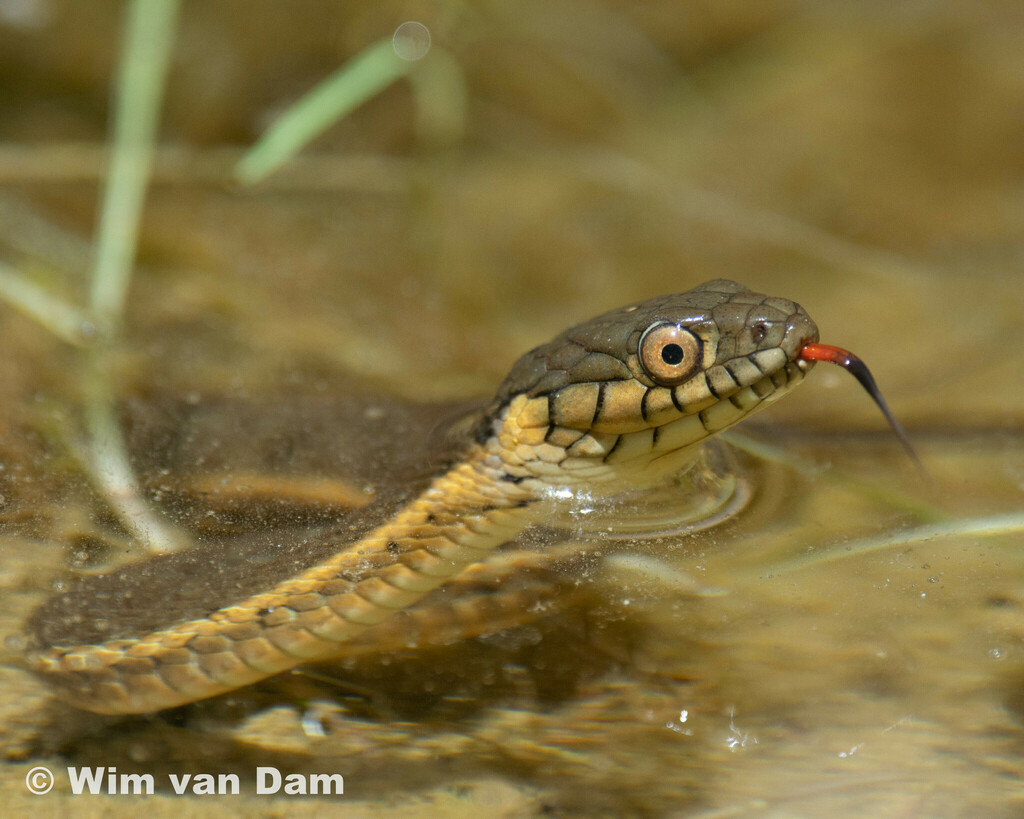 Two-striped Garter Snake in July 2022 by wimvdam · iNaturalist