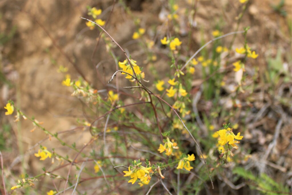 deerweed from Mt Tamalpais, California 94941, USA on July 04, 2022 at ...