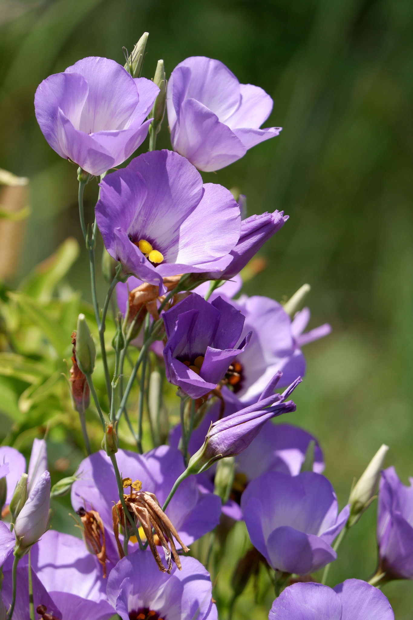 Eustoma grandiflorum (Raf.) Shinners