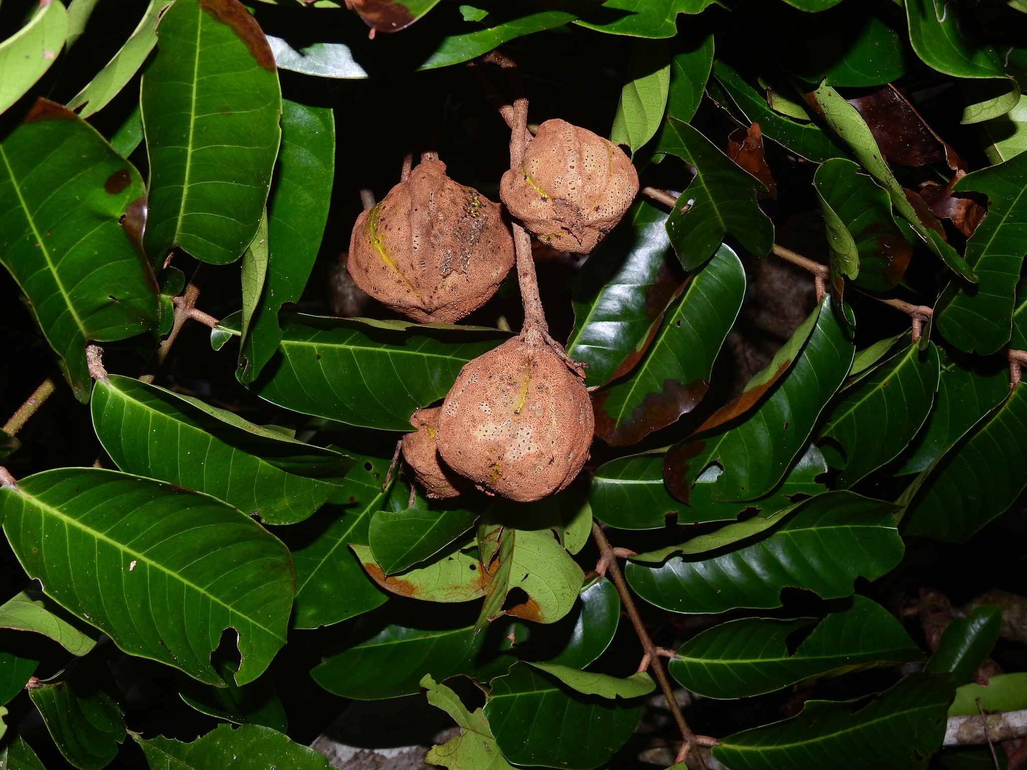 Carapa guianensis Aubl.