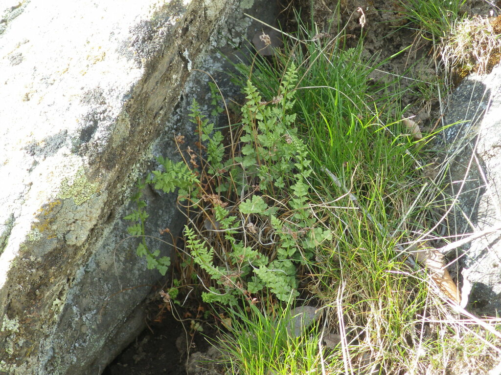 cliff ferns from , Washington, United States on April 02, 2018 at 03:02 ...