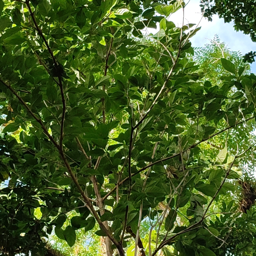 dicots from Saint Peter, MS on July 4, 2022 at 05:36 PM by Quentin ...