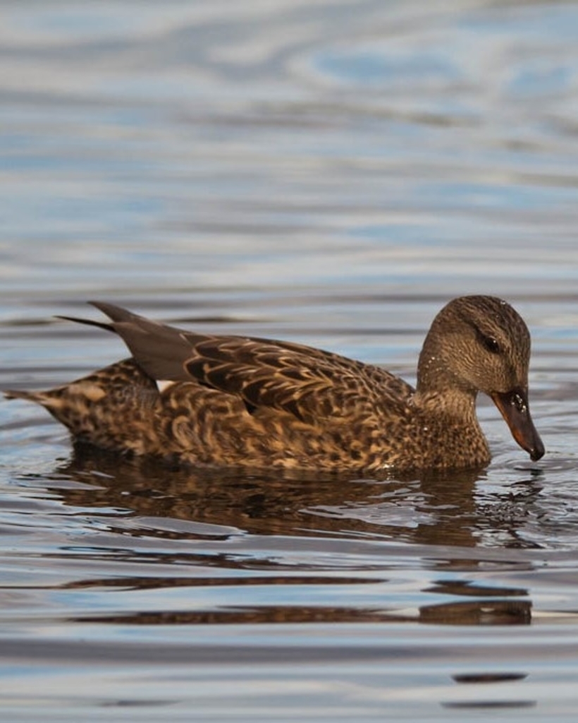 Gadwall (Birds of Serbia - guide) · iNaturalist