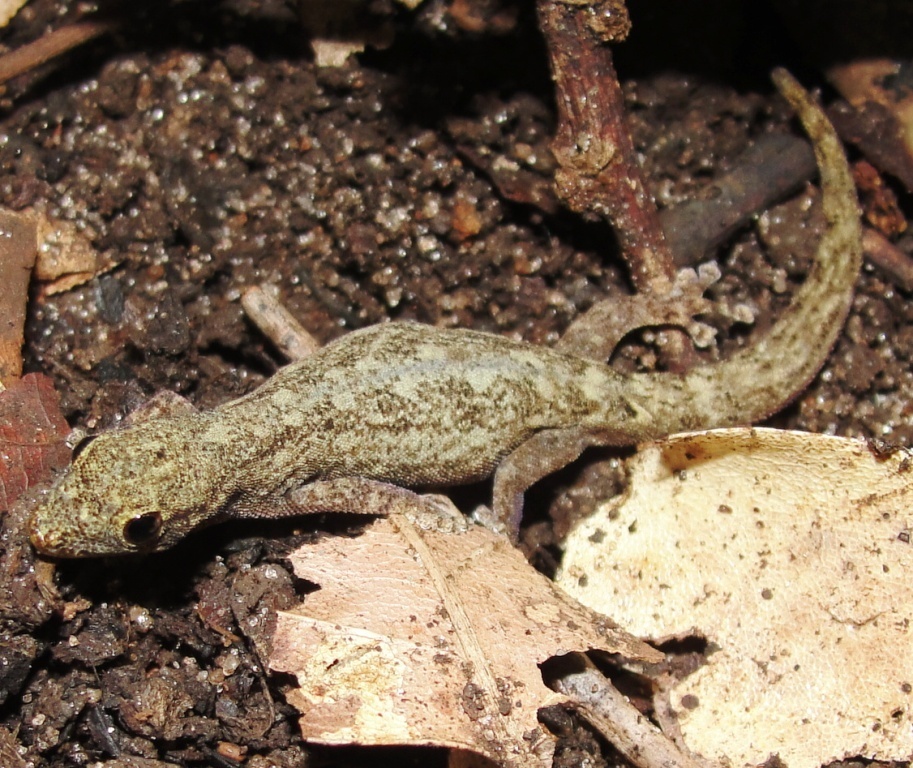 Broadley’s dwarf gecko from Kwale County, Kenya on August 29, 2015 at ...