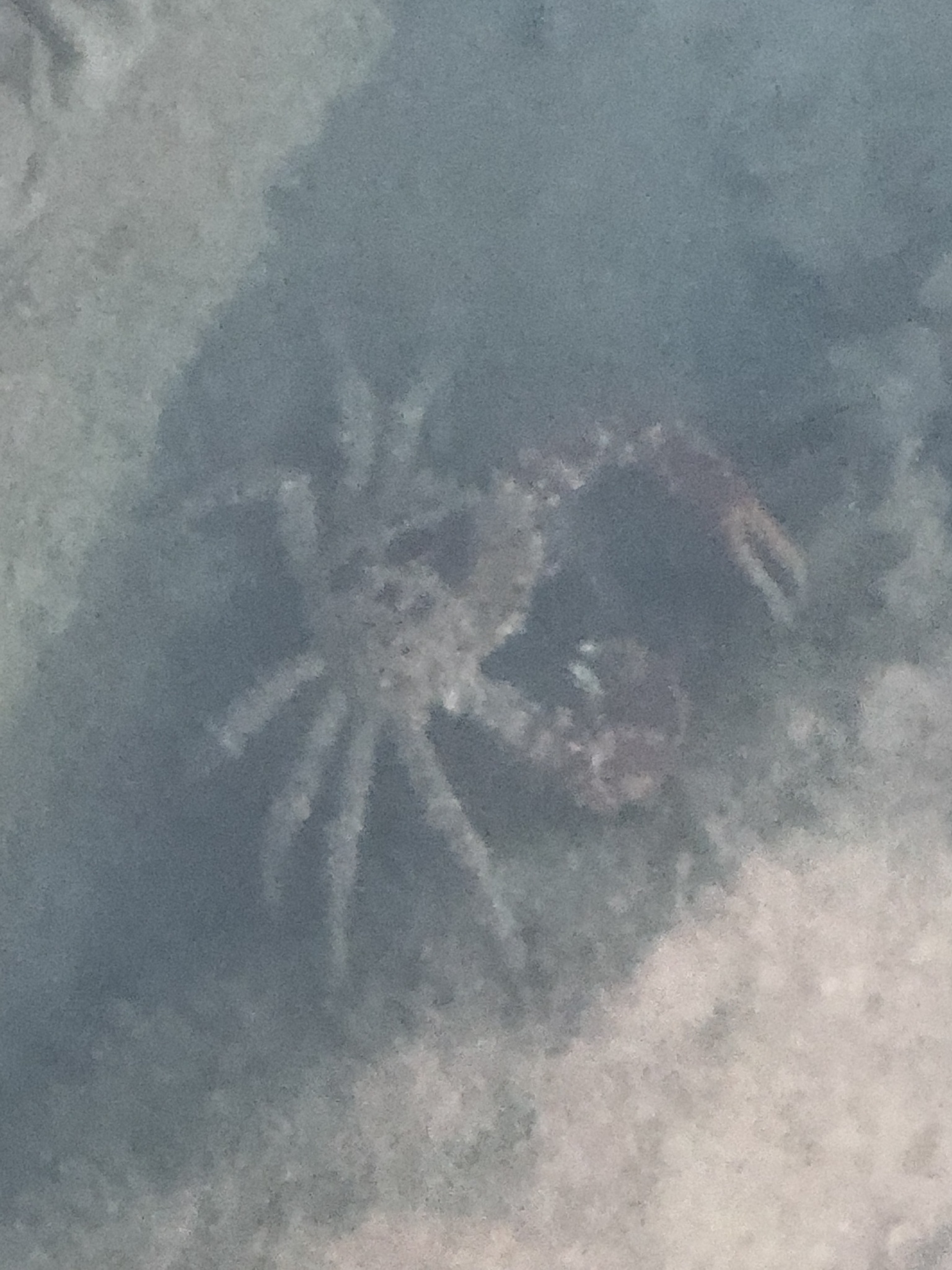 Maguimithrax spinosissimus (Lamarck, 1818)