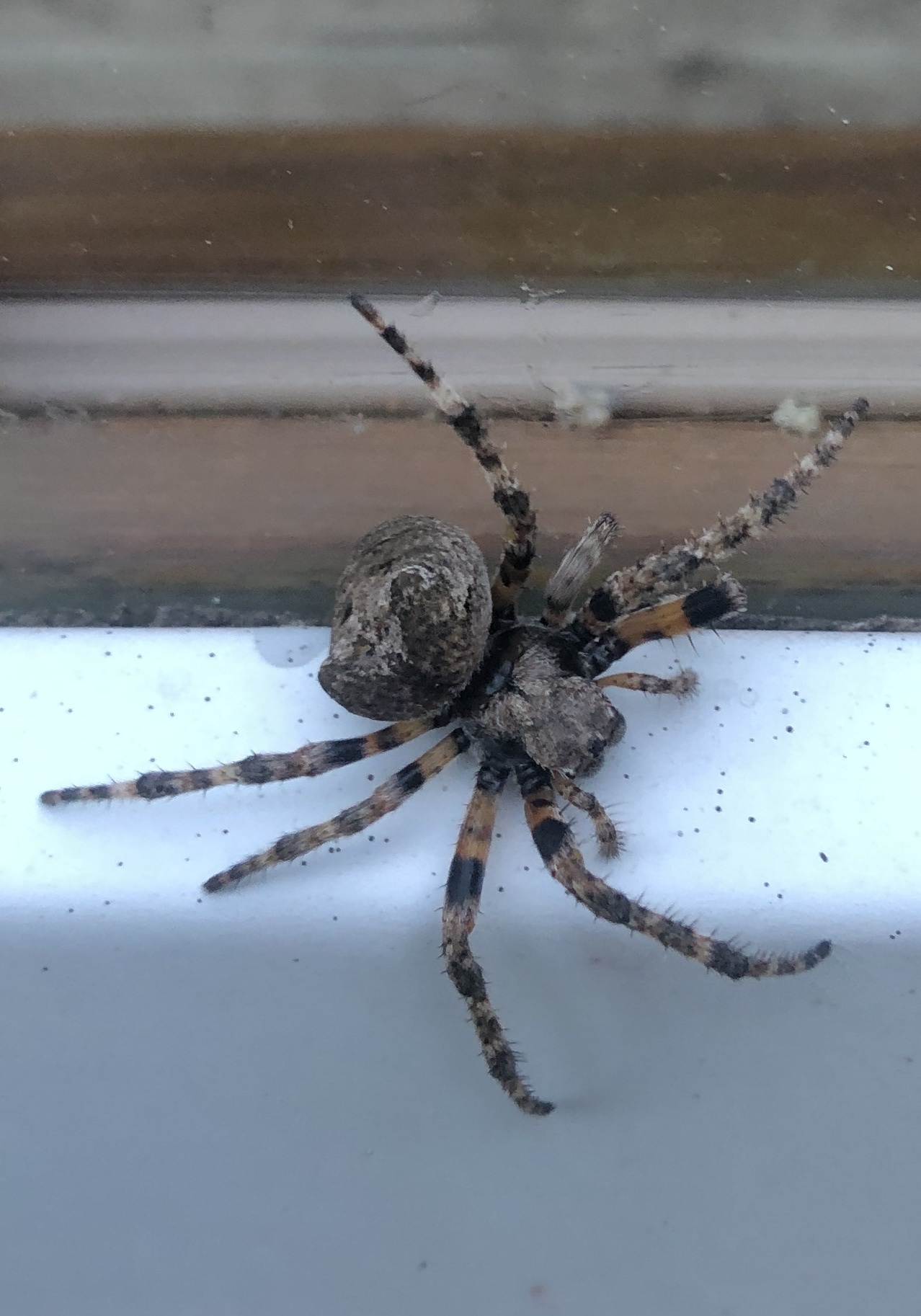 Araneus saevus (L.Koch, 1872)