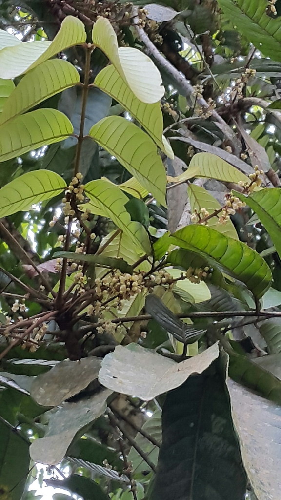 Carapa megistocarpa in May 2018 by Tania Lopez. En el camino a la ...