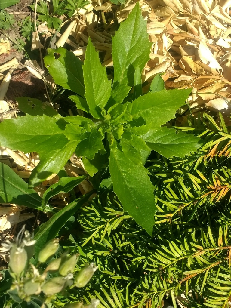 American burnweed in July 2022 by Pam Phillips · iNaturalist