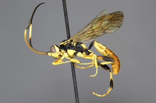 Cratichneumon ritus · iNaturalist