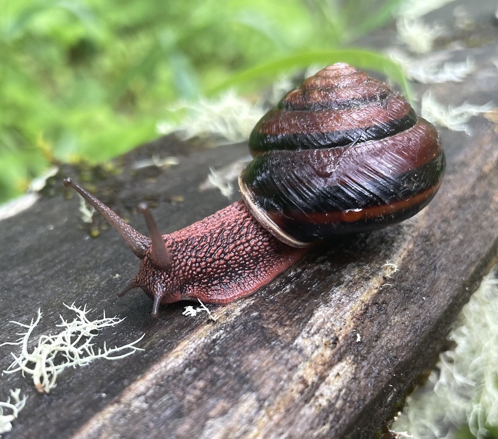 Pacific Sideband from Pleasant Hill, OR, US on June 6, 2022 at 10:48 AM by Emily Scherer ...