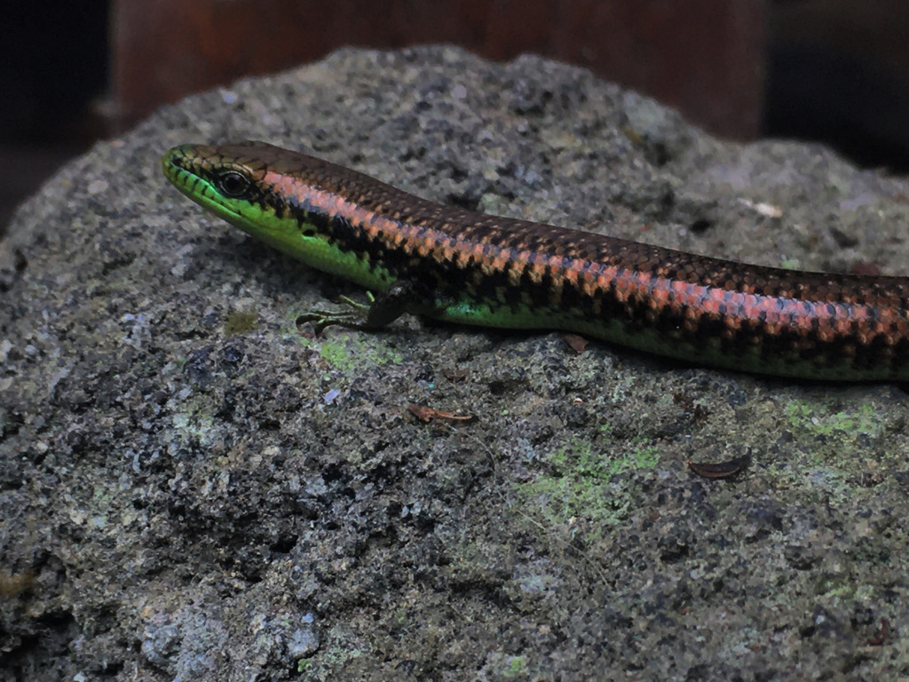 Siderolamprus hylaius in March 2021 by Bryan Ramírez · iNaturalist