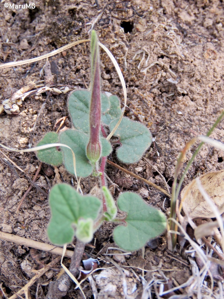 Hierba del indio desde San Luis de la Paz, Gto., México el sábado, 07 ...