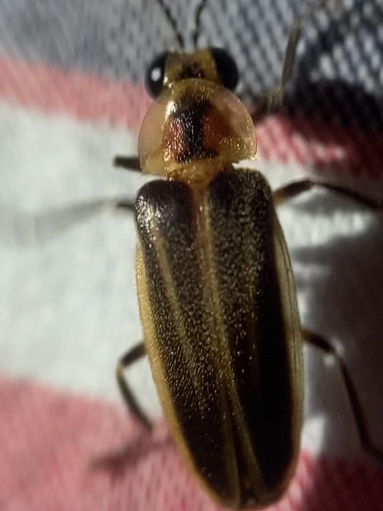 Bethany Beach Firefly in July 2022 by aaronr. Habitat: at least one or ...