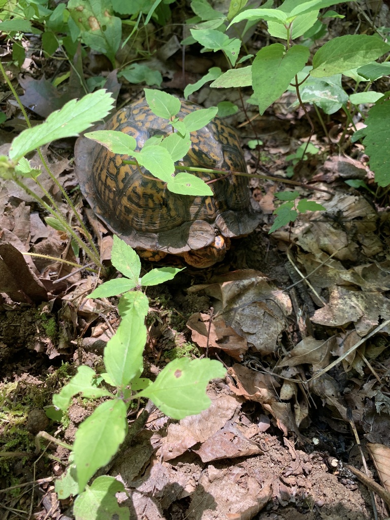 Common Box Turtle in July 2022 by David Burke Vandermast · iNaturalist