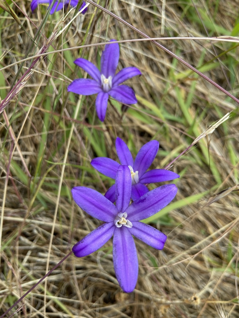 crown brodiaea from SMONEĆTEN (McDonald) Campground - Gulf Islands ...