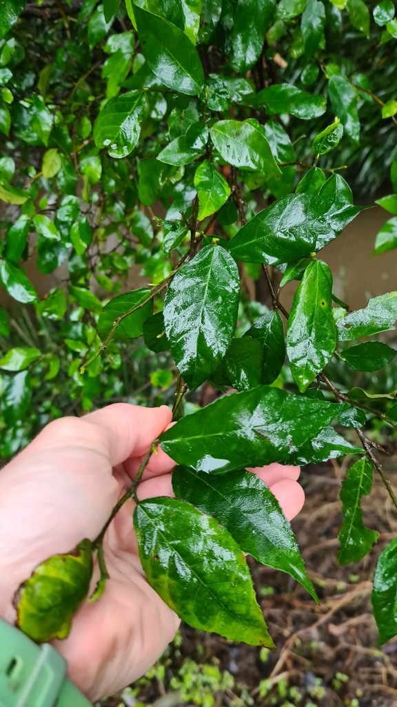 whalebone tree in July 2022 by howardk_ecp · iNaturalist