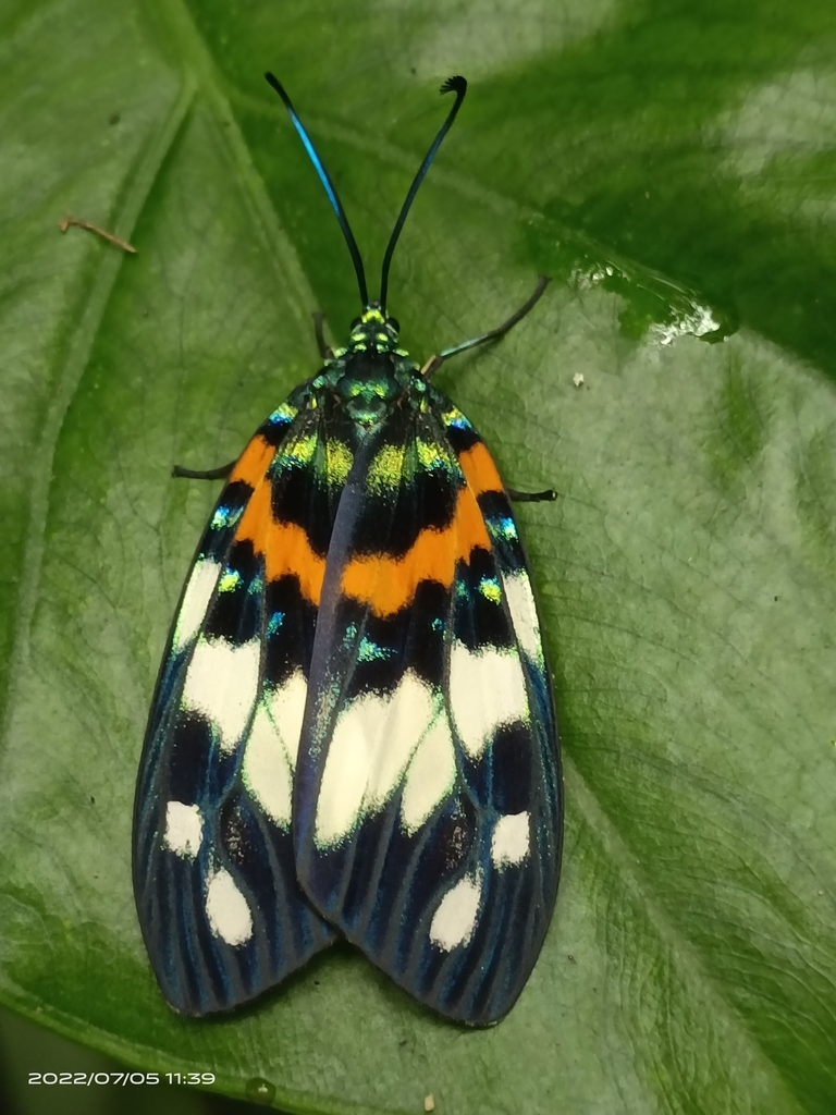 Erasmia pulchella hobsoni from 紅河(加九寮) on July 5, 2022 at 11:39 AM by ...