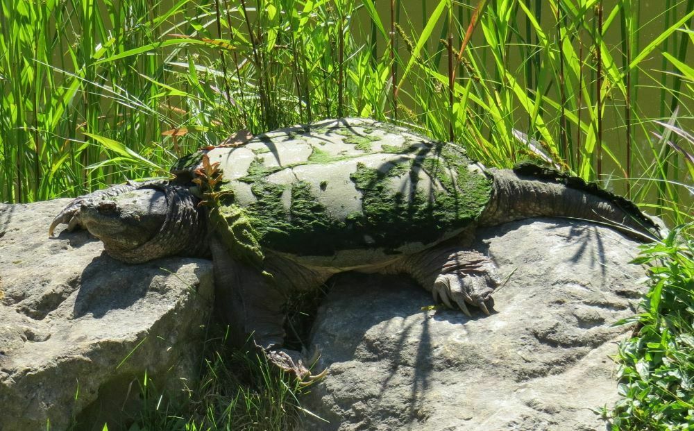 Common Snapping Turtle from West Flamborough, Hamilton, ON, Canada on ...