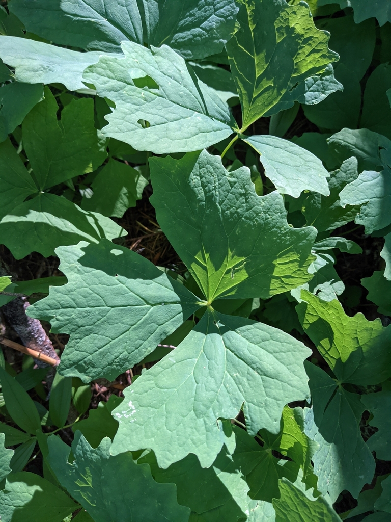 vanilla leaf from Cougar, WA 98616, USA on July 3, 2022 at 06:04 PM by ...