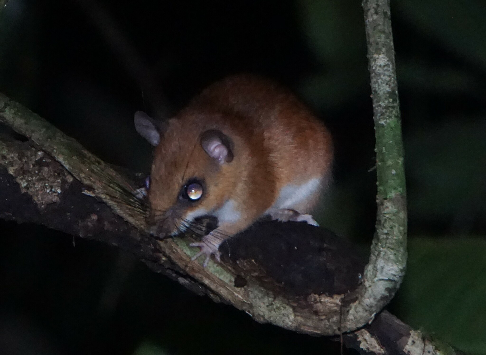 Nyctomys sumichrasti (Saussure, 1860)