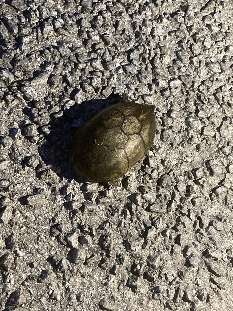 Striped Mud Turtle from Everglades National Park, Homestead, FL, US on June 29, 2022 at 08:37 PM ...