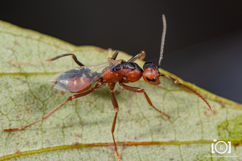 Long-horned Amazon Ant from Chimney Lakes, Jacksonville, FL, USA on ...
