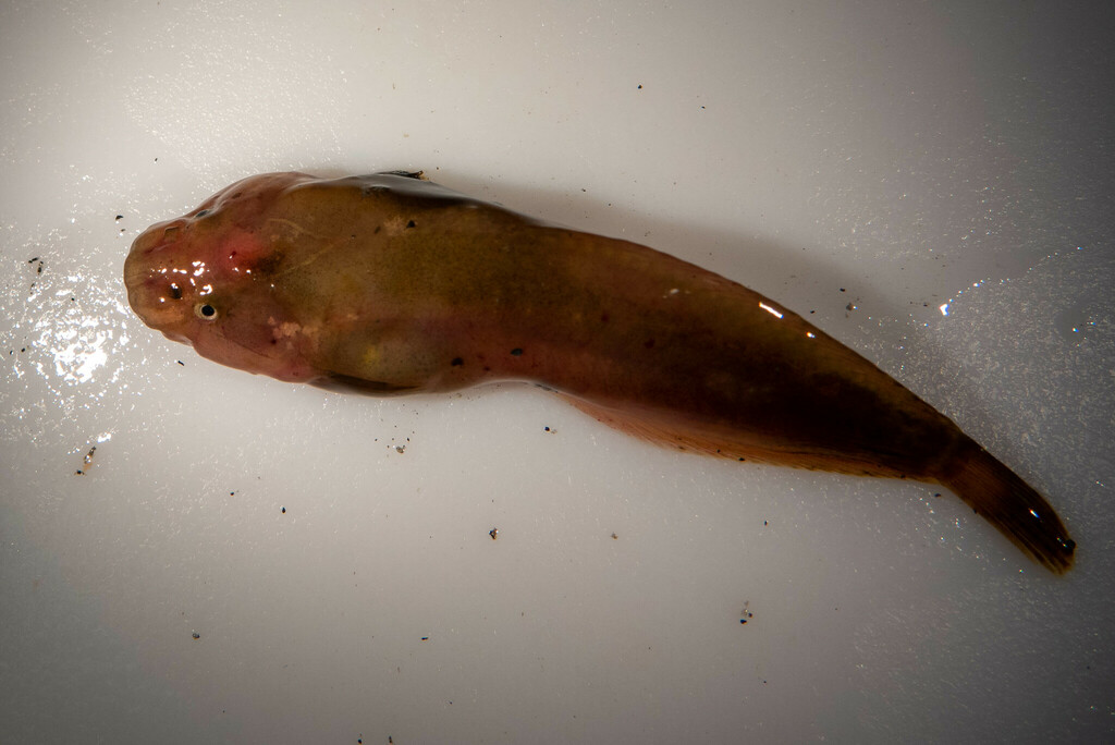 Tidepool Snailfish from Kodiak Island, AK, USA on June 25, 2022 at 07: ...