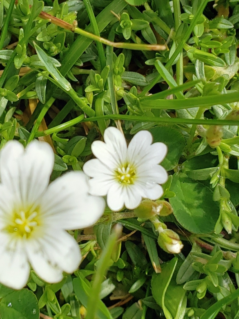 field chickweed from Eriswell, UK on May 23, 2021 at 01:55 PM by ...
