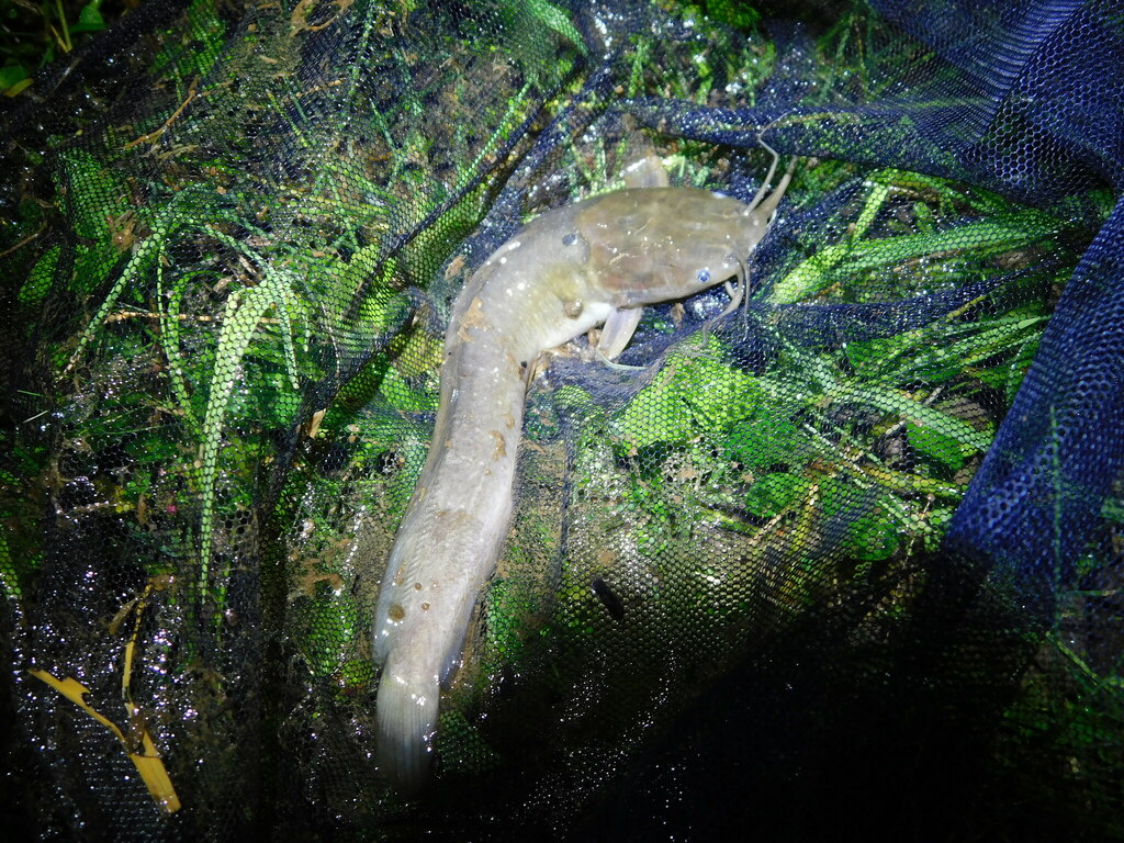 Walking Catfish (Clarias batrachus) - Marine Life Identification