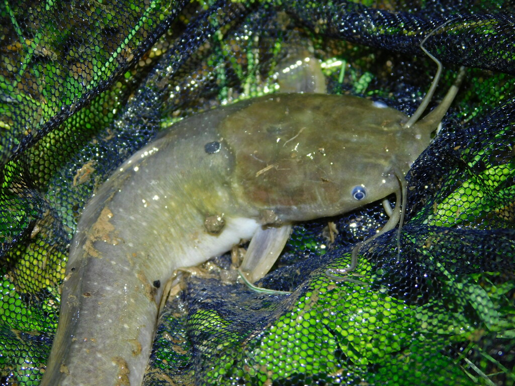 Walking Catfish (Clarias batrachus) - Marine Life Identification