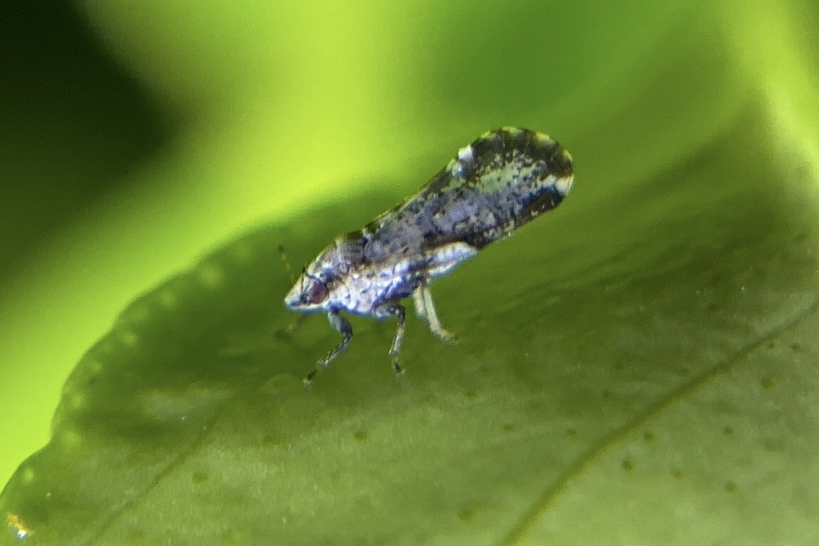 Diaphorina citri Kuwayama, 1908