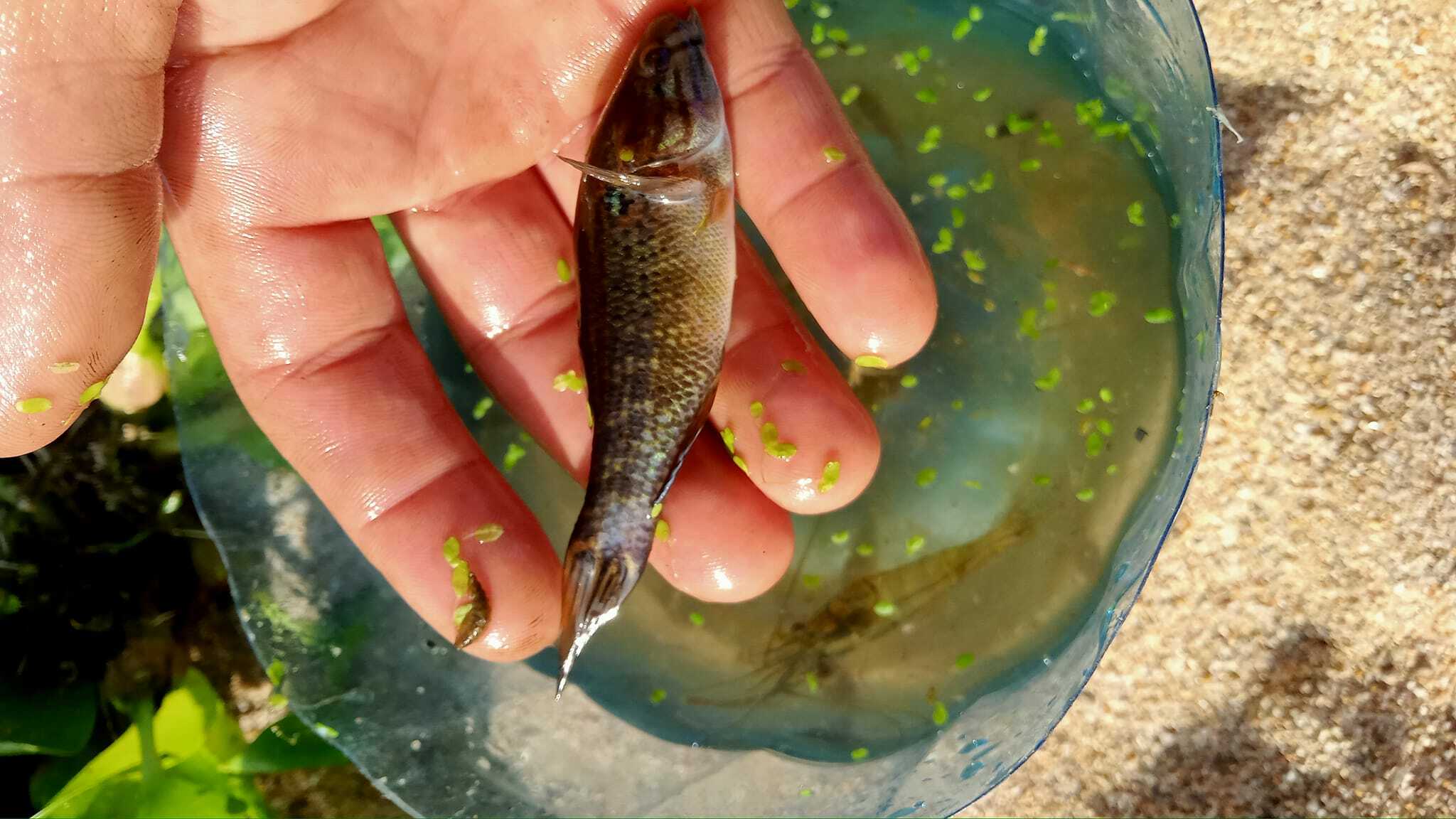 Dormitator latifrons (Richardson, 1844)