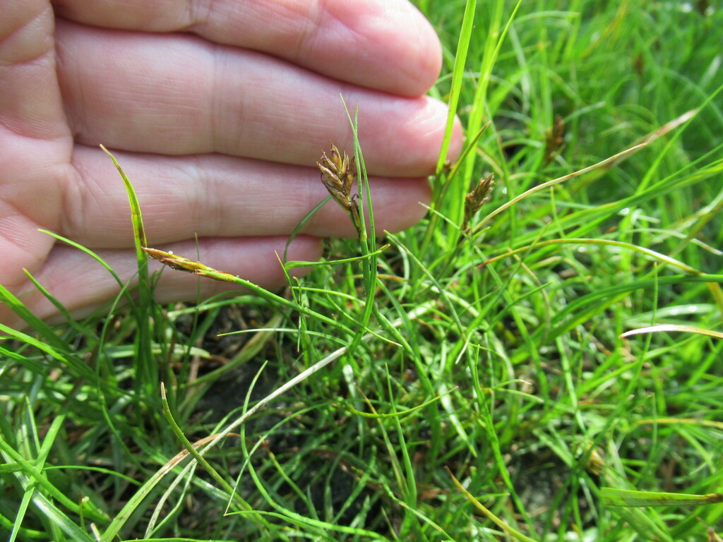 Red Bulrush from Усольский р-н, Иркутская обл., Россия on July 04, 2022 ...
