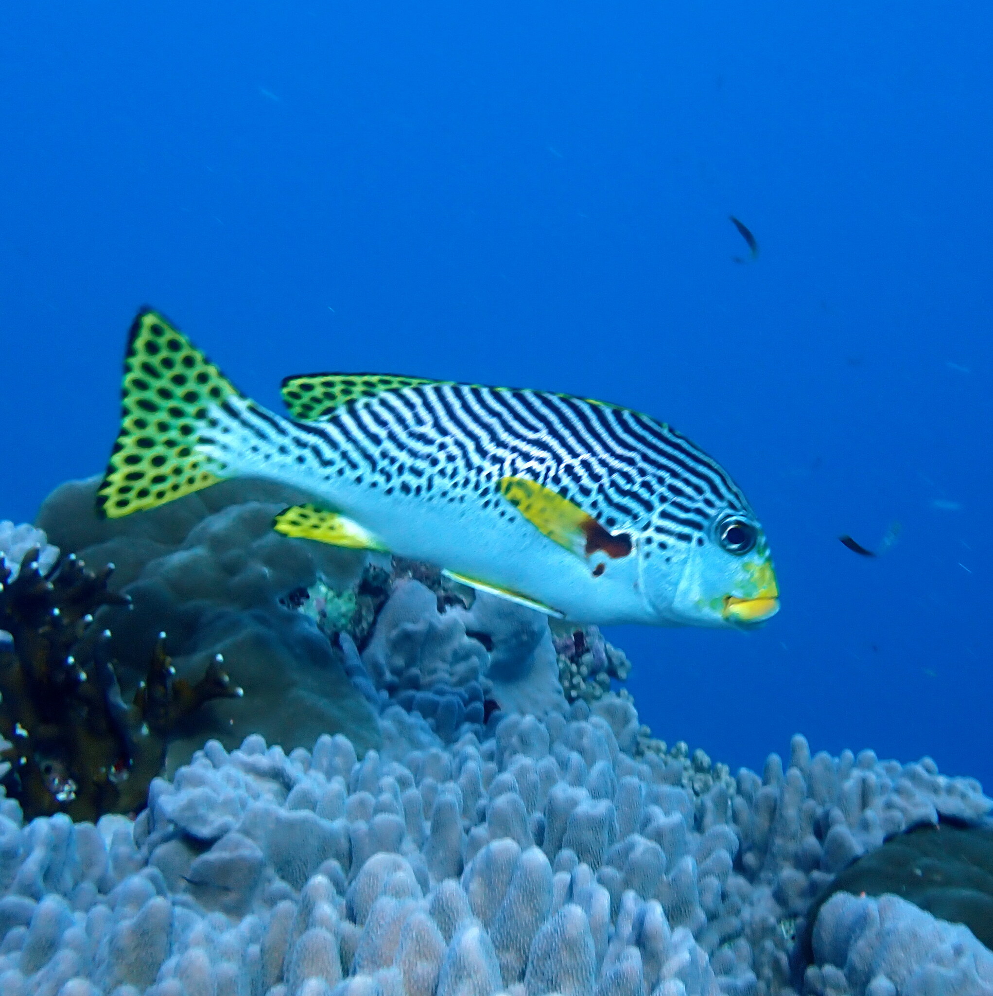 Plectorhinchus lineatus (Linnaeus, 1758)