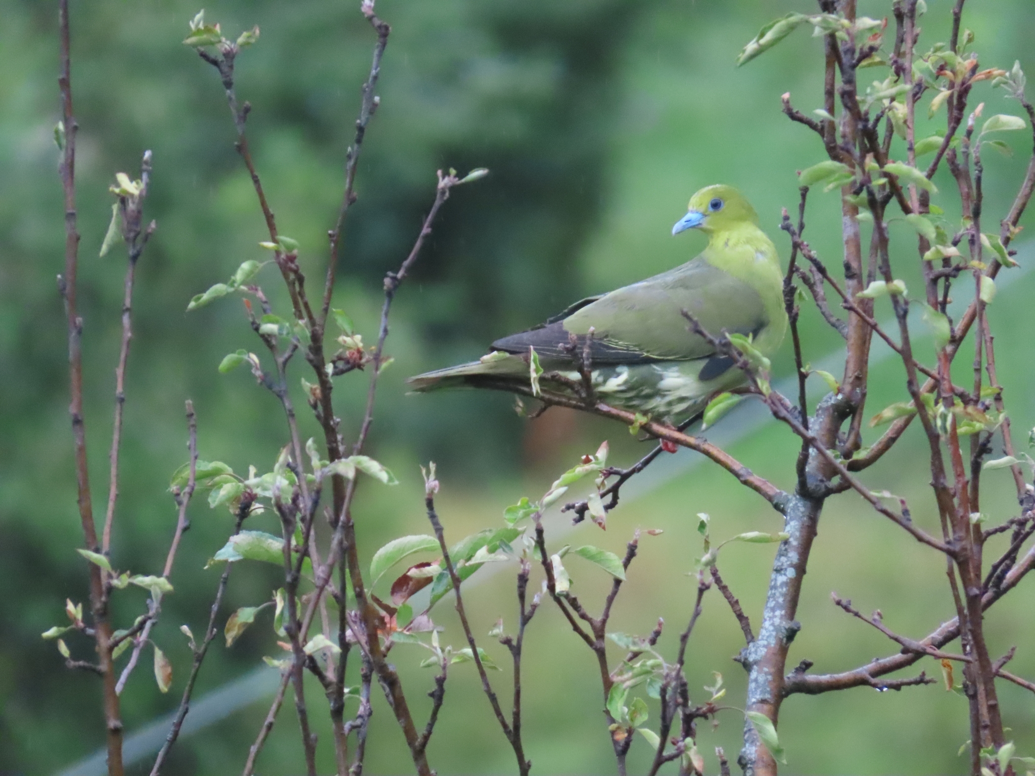 Treron sphenurus (Vigors, 1832)