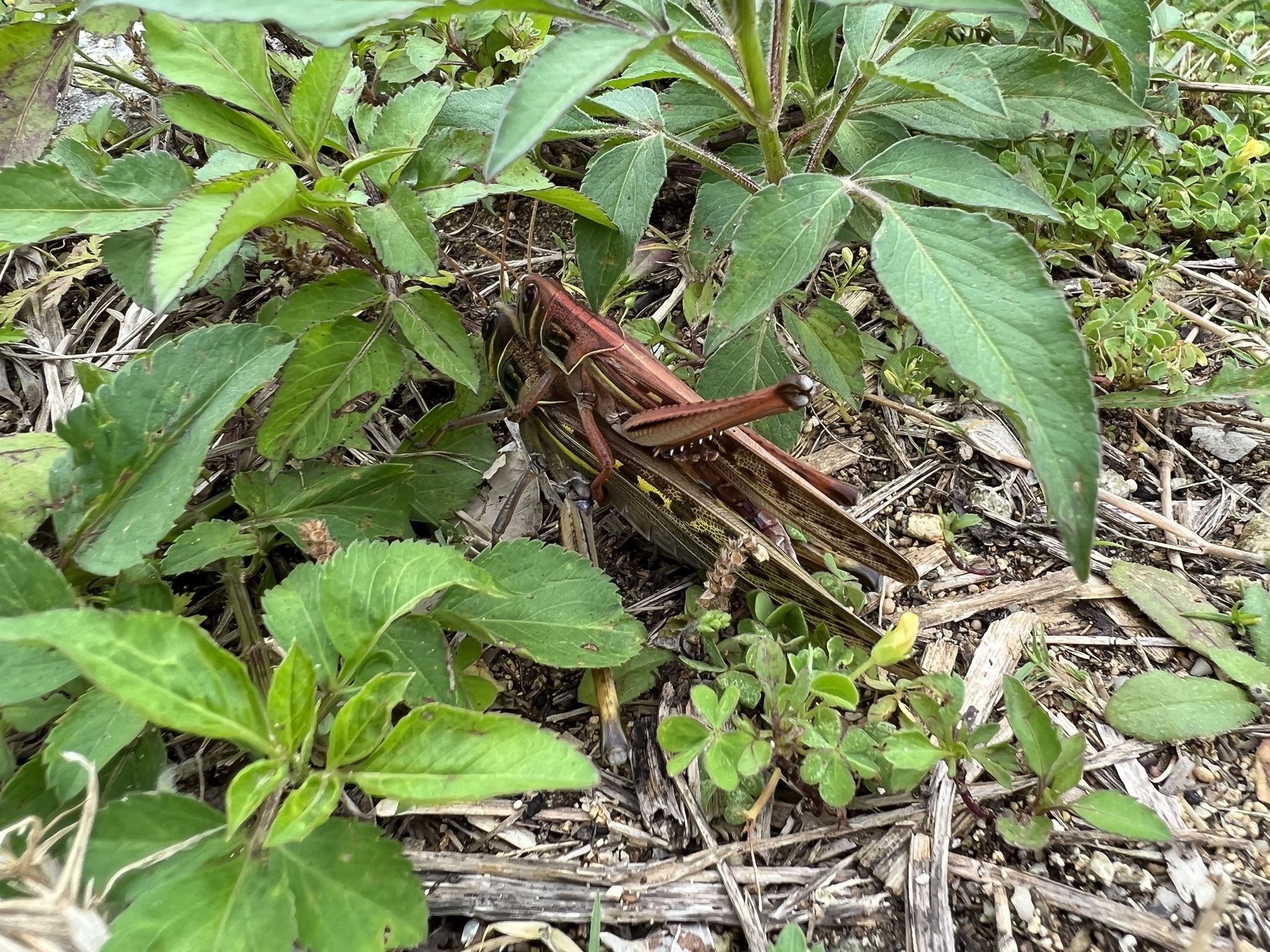 Patanga succincta (Johannson, 1763)