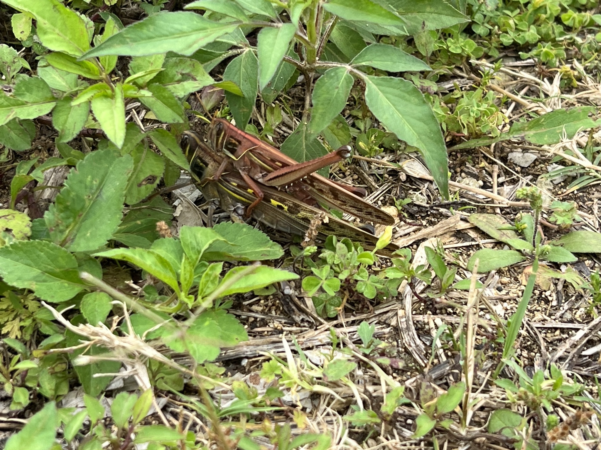 Patanga succincta (Johannson, 1763)