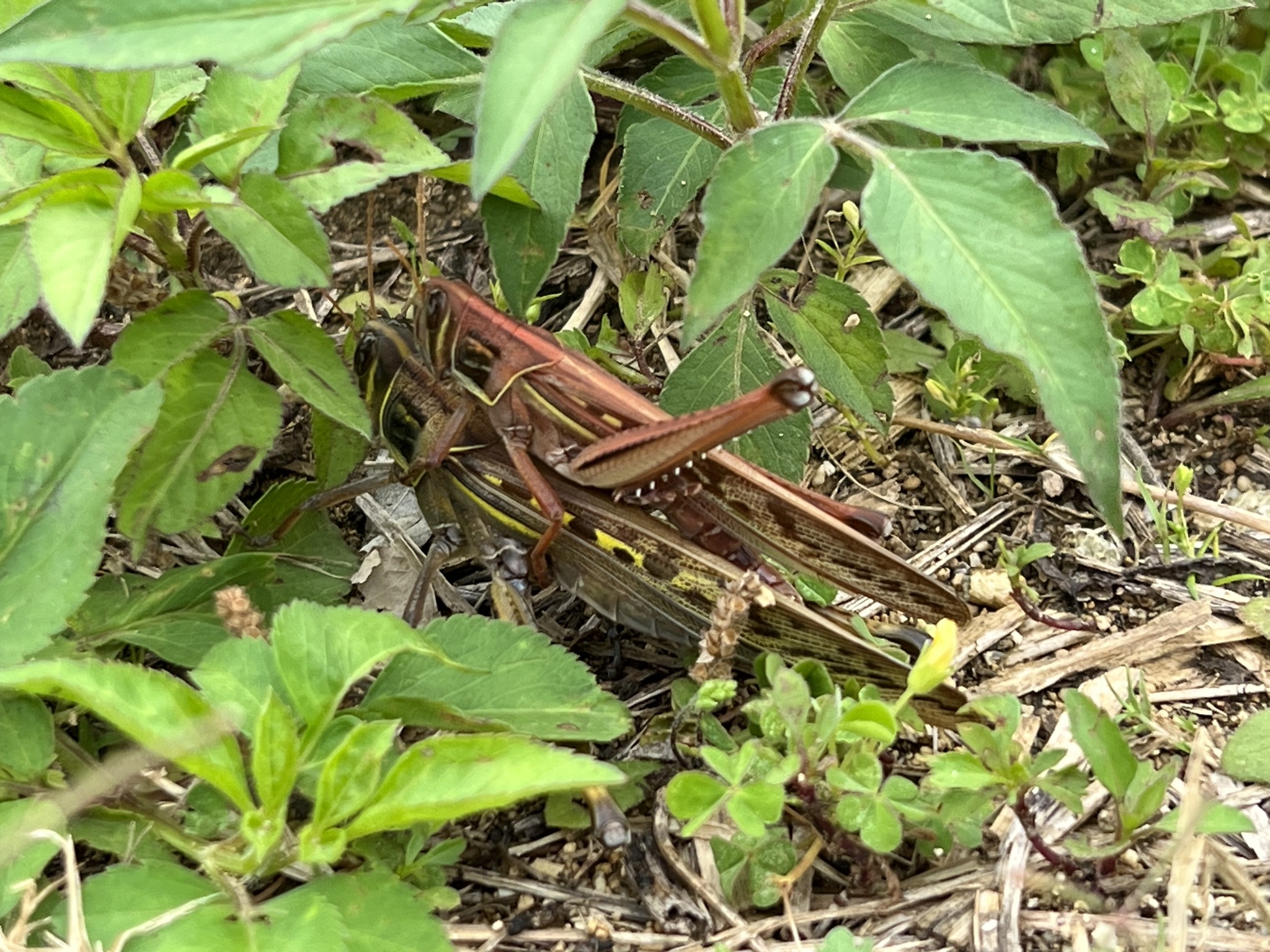 Patanga succincta (Johannson, 1763)