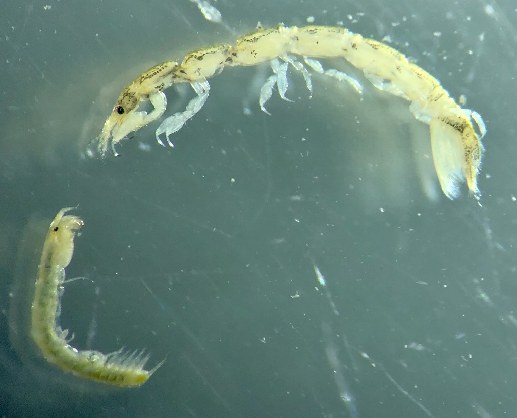 Anthuridae from Coombabah Lake, Helensvale, QLD, AU on June 07, 2022 at ...