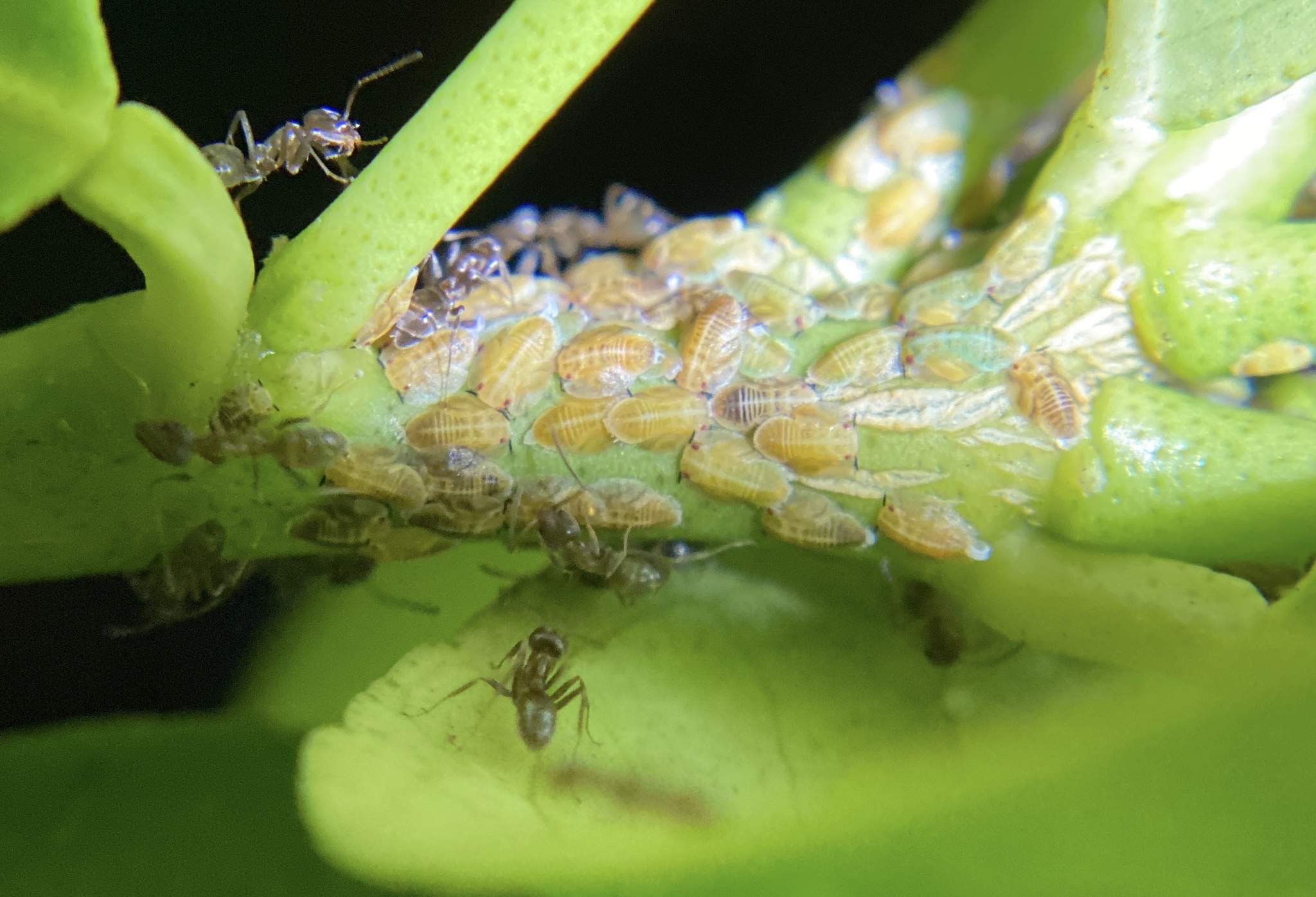 Diaphorina citri Kuwayama, 1908