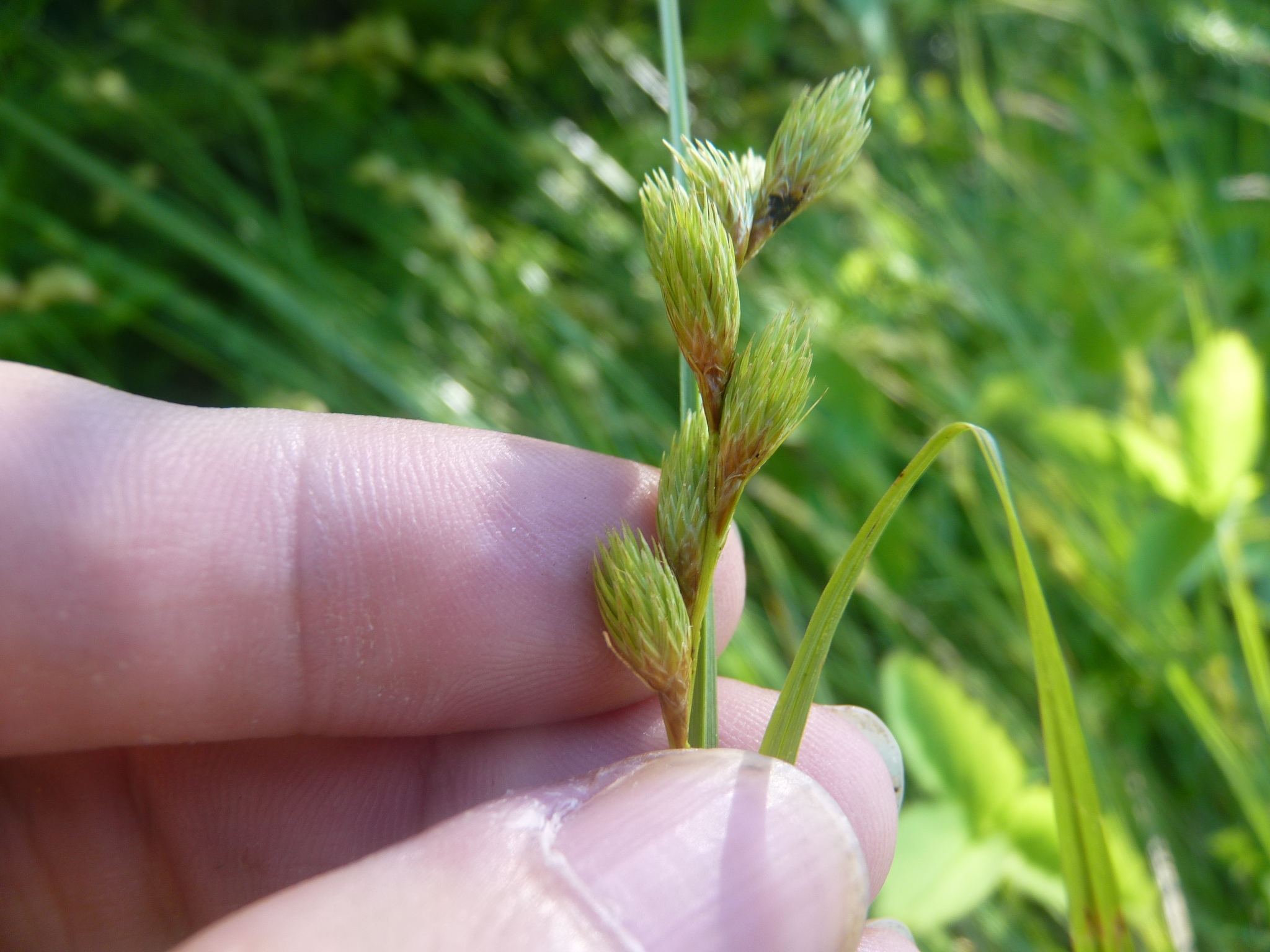 Carex scoparia Schkuhr ex Willd.
