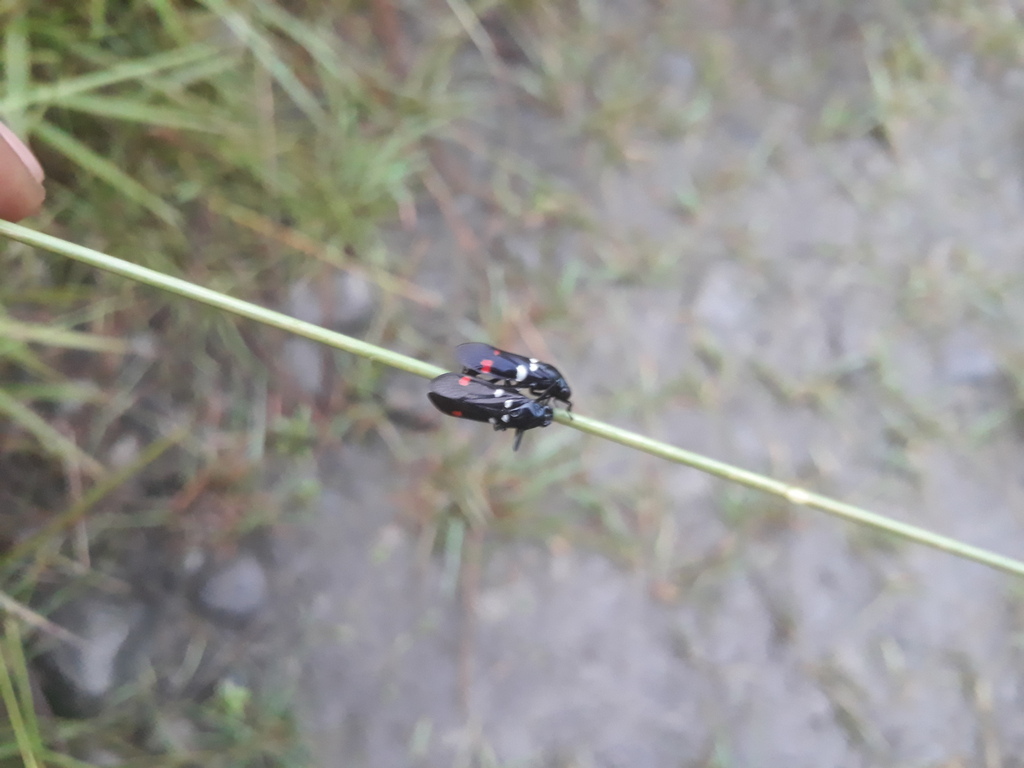 Sugarcane Spittlebug from Jar Gaon N.C., Assam, India on August 24 ...