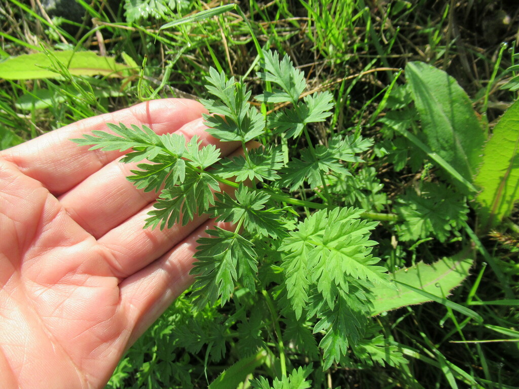 Apioideae from Усольский р-н, Иркутская обл., Россия on July 04, 2022 ...