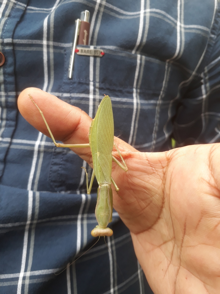 Hierodula assamensis from Kokrajhar, Assam, India on October 2, 2021 at ...