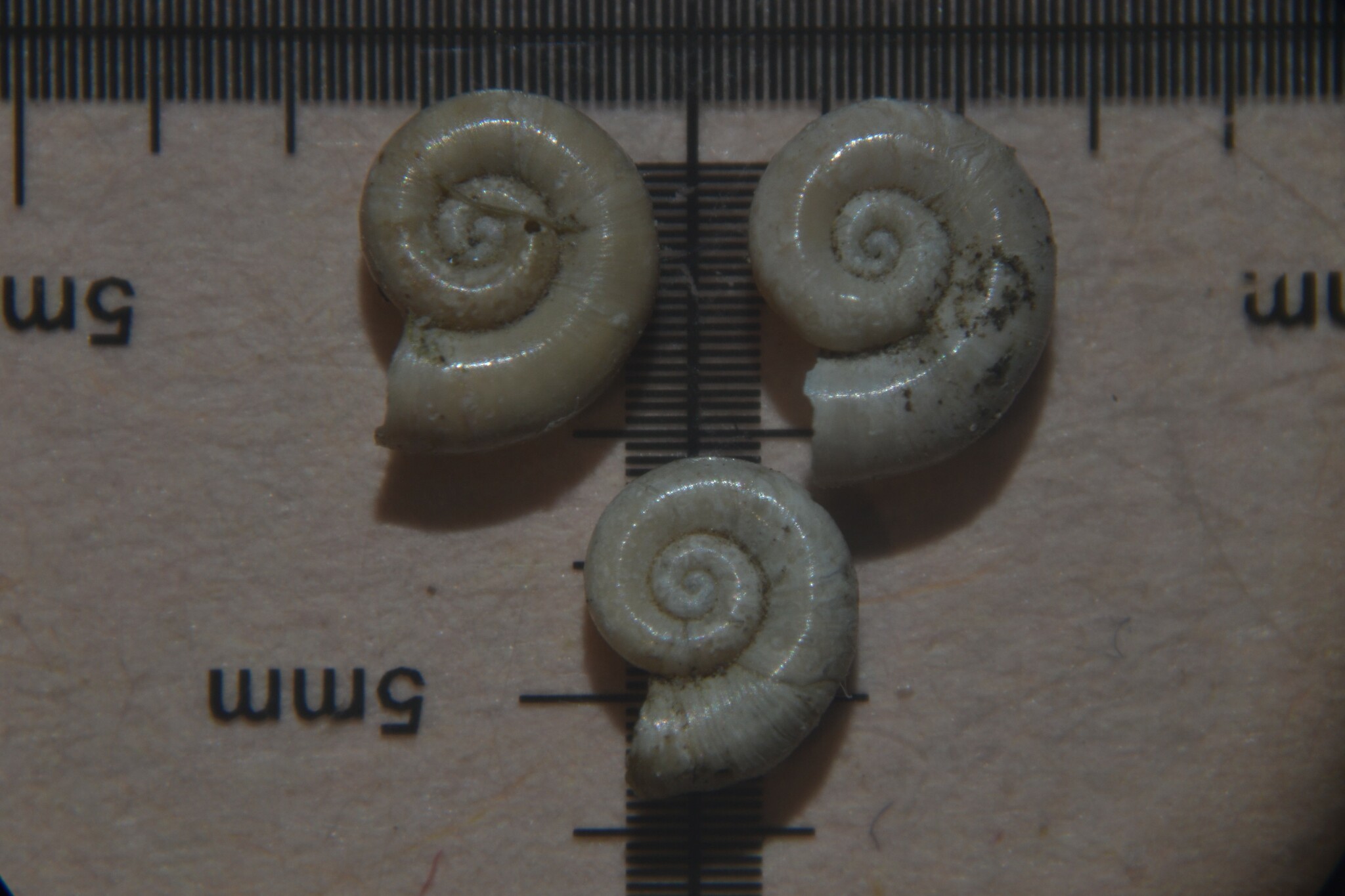 Valvata cristata O.F.Müller, 1774