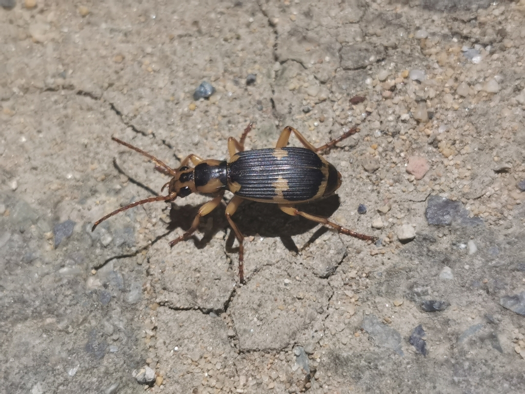 Pheropsophus from 上海市金山区山阳镇金山卫 on June 28, 2022 at 07:53 PM by he_zhu ...