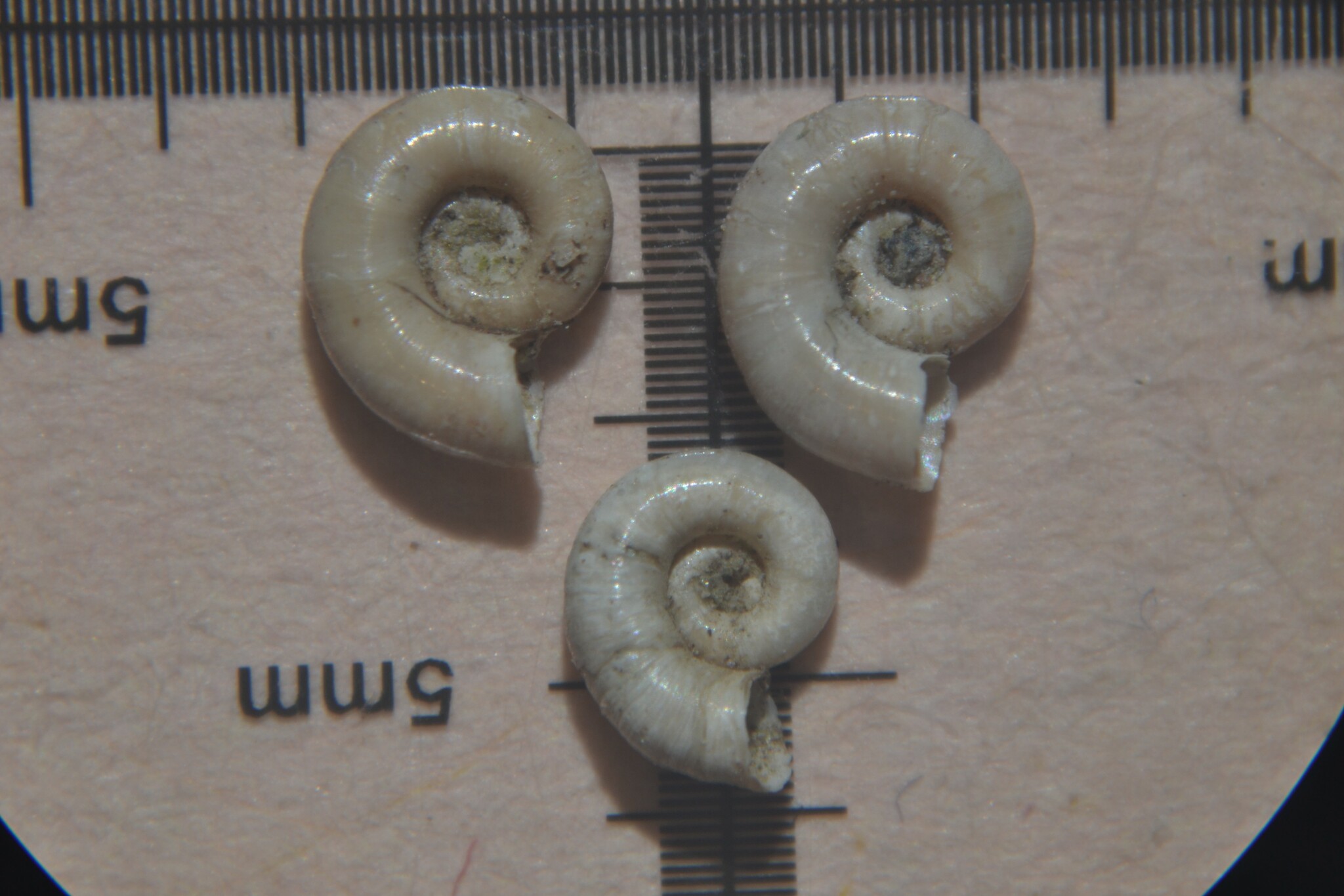 Valvata cristata O.F.Müller, 1774